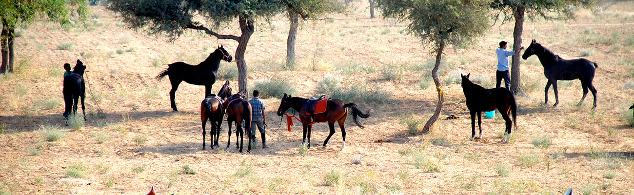 House Of Rohet # Wilderness