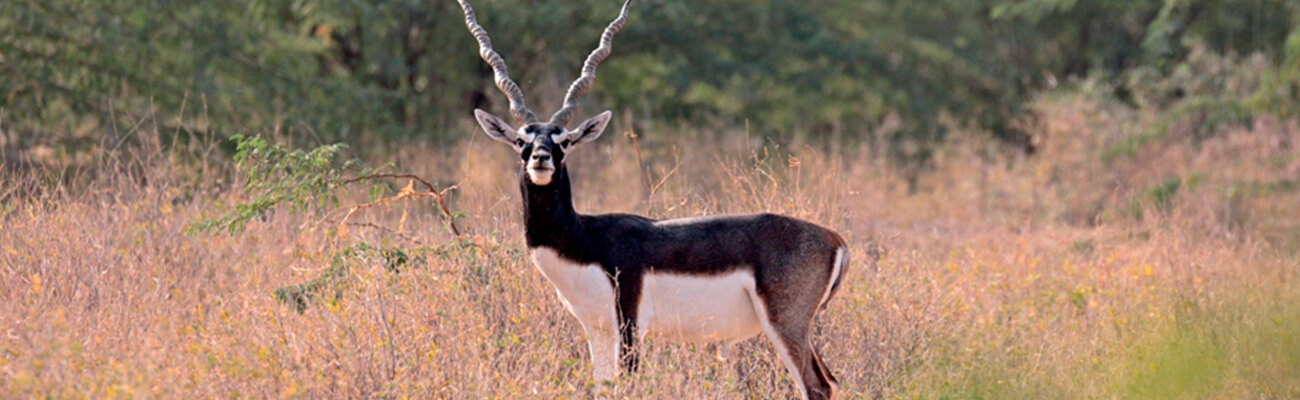 House Of Rohet#Mihir Garh